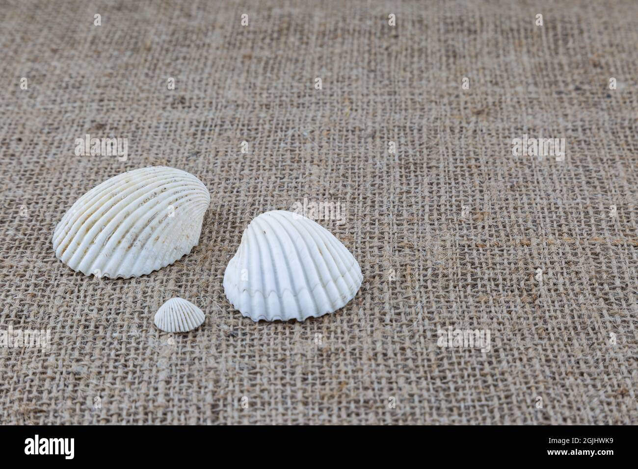 white shells on sackcloth texture background Stock Photo - Alamy