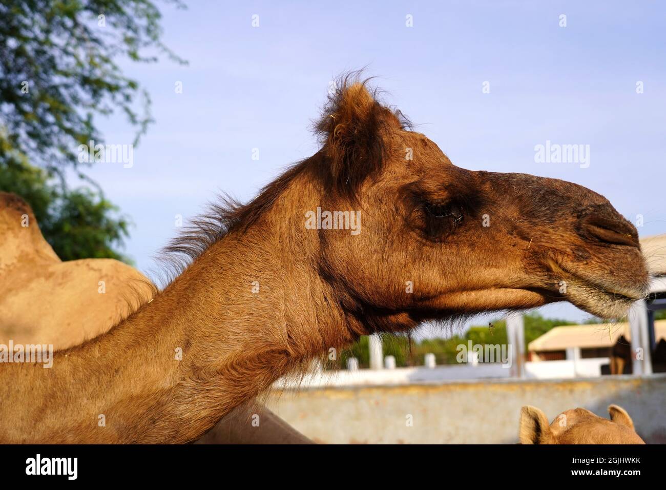 A Herd of camels at a camel research farm in Bikaner in India's western ...