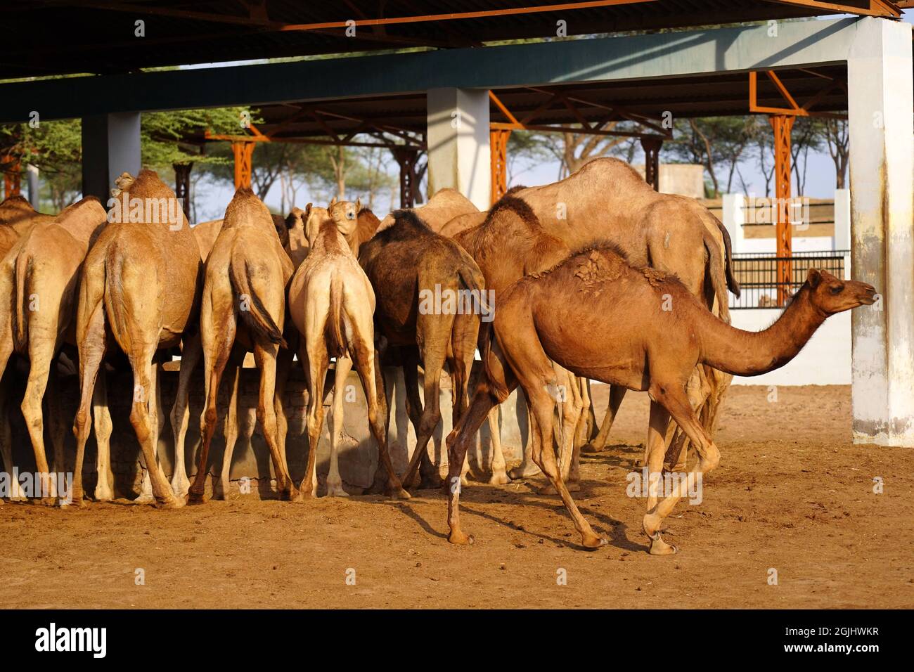 A Herd of camels at a camel research farm in Bikaner in India's western ...