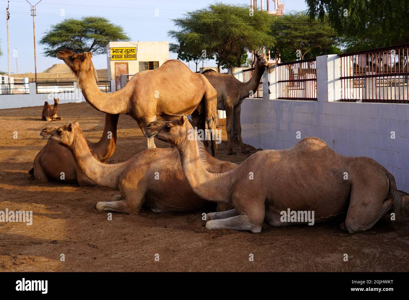 A Herd of camels at a camel research farm in Bikaner in India's western ...