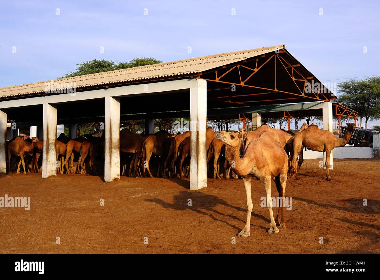 A Herd of camels at a camel research farm in Bikaner in India's western ...