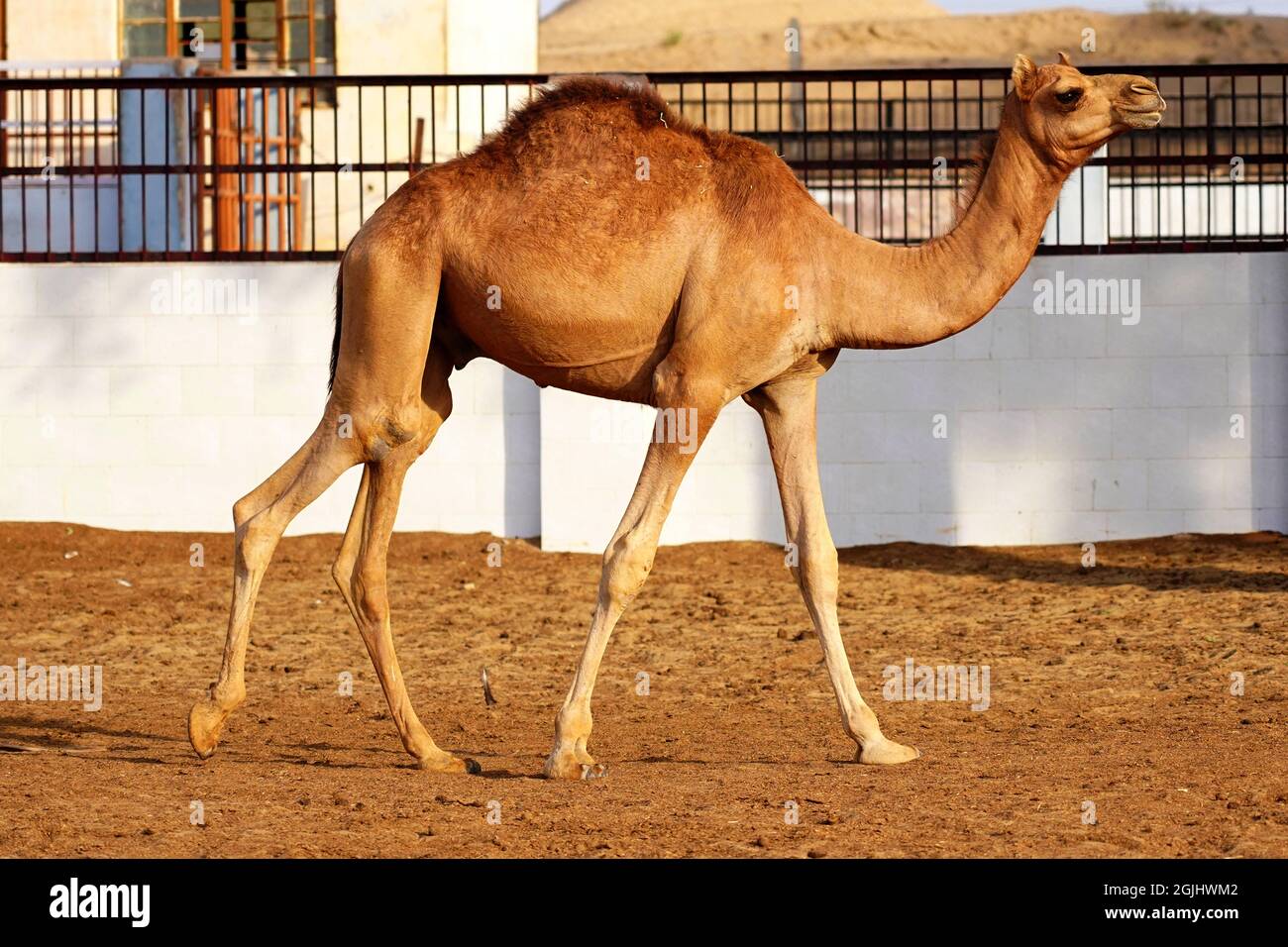 A Herd of camels at a camel research farm in Bikaner in India's western ...