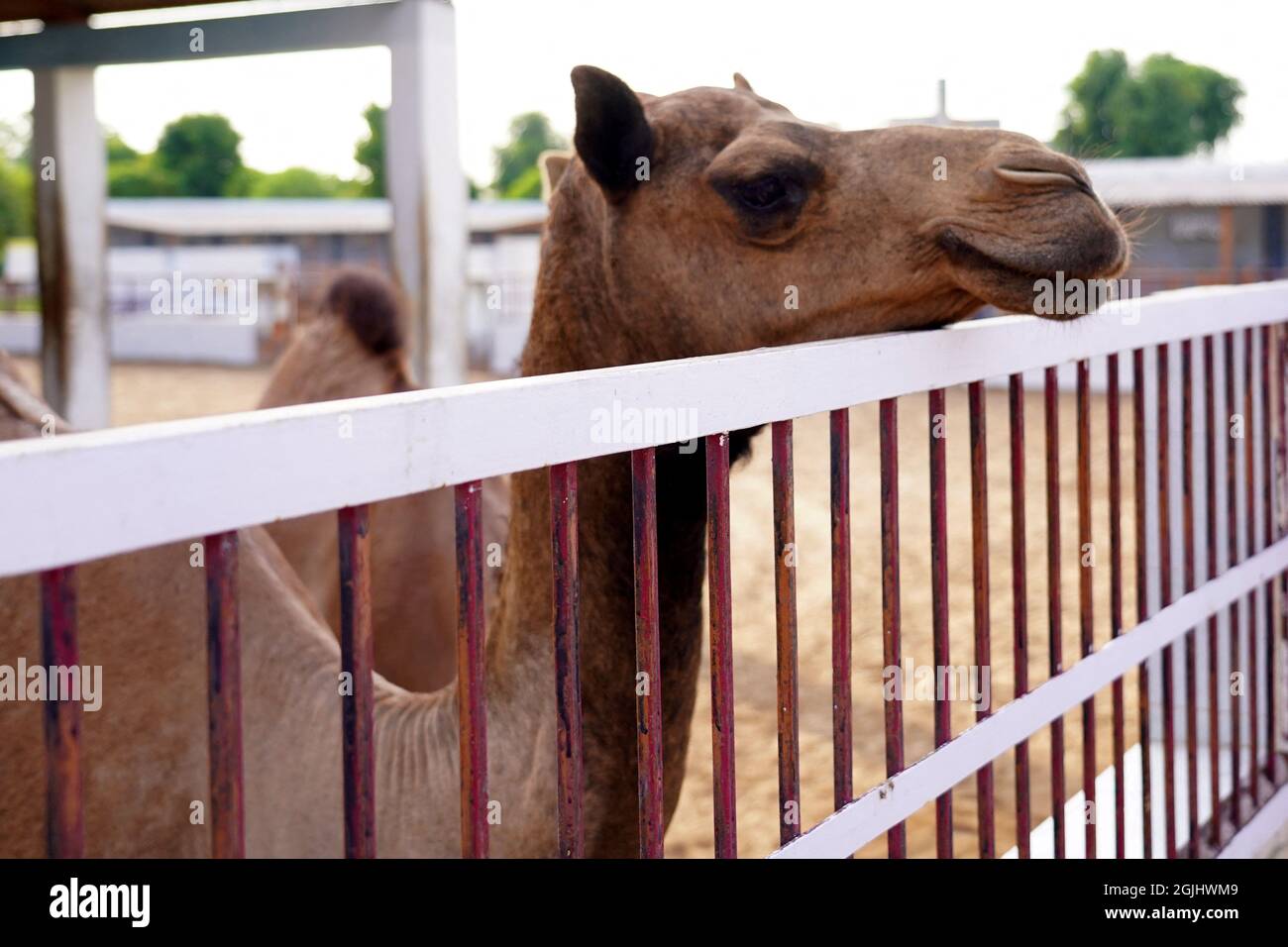 A Herd of camels at a camel research farm in Bikaner in India's western ...