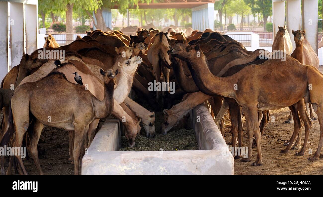 A Herd of camels at a camel research farm in Bikaner in India's western ...