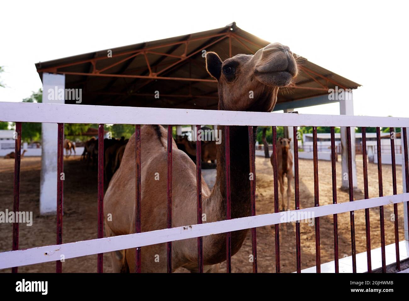 A Herd of camels at a camel research farm in Bikaner in India's western ...