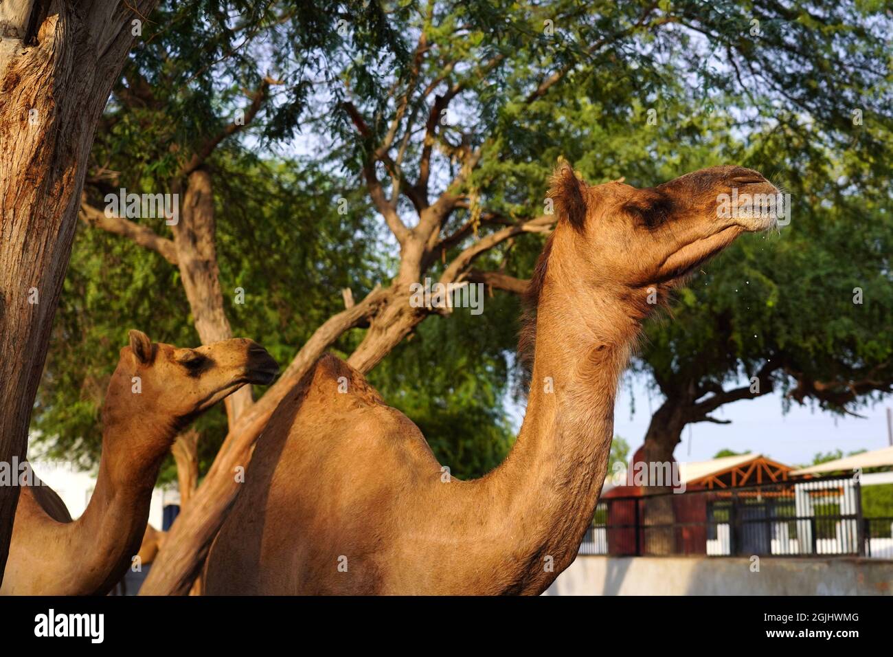 A Herd of camels at a camel research farm in Bikaner in India's western ...
