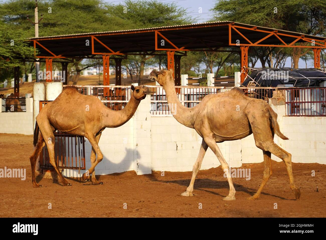 A Herd of camels at a camel research farm in Bikaner in India's western ...