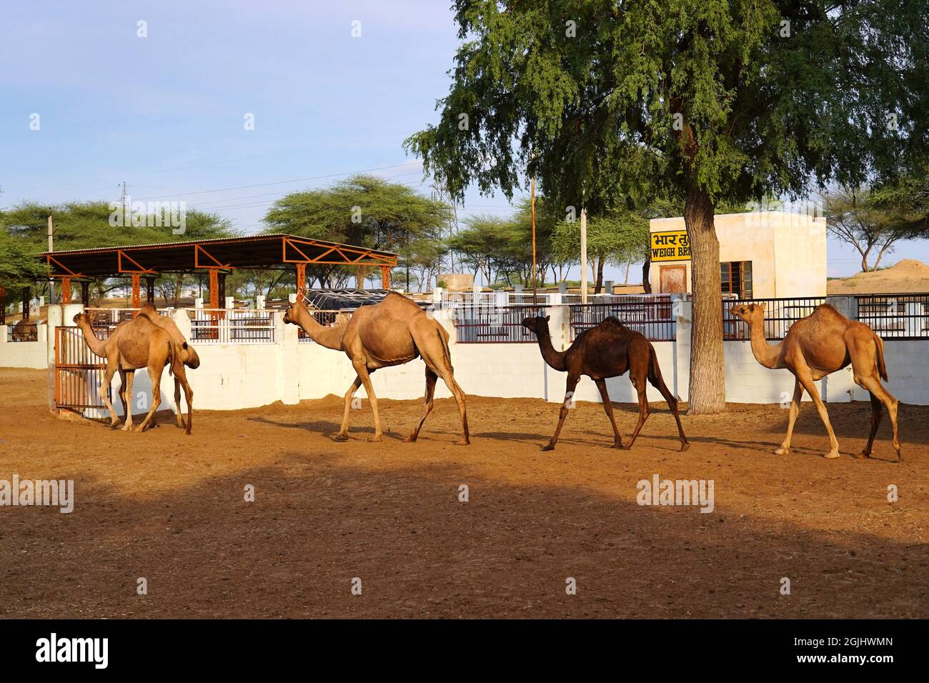 A Herd of camels at a camel research farm in Bikaner in India's western ...