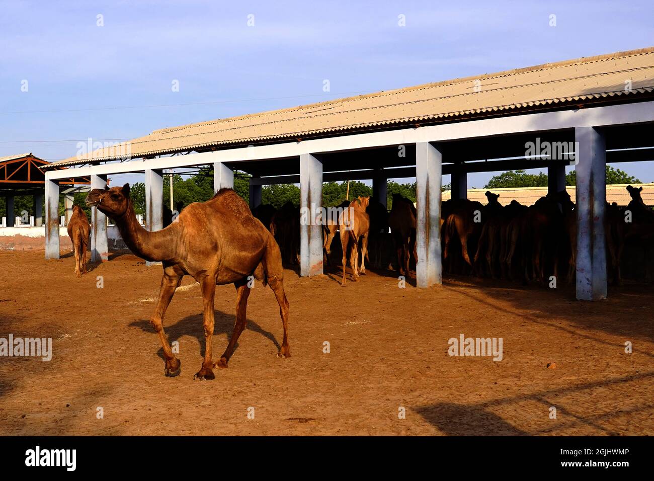 A Herd of camels at a camel research farm in Bikaner in India's western ...