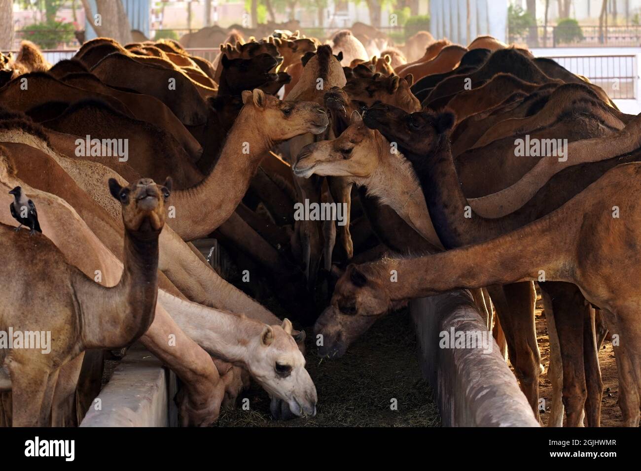 A Herd of camels at a camel research farm in Bikaner in India's western ...