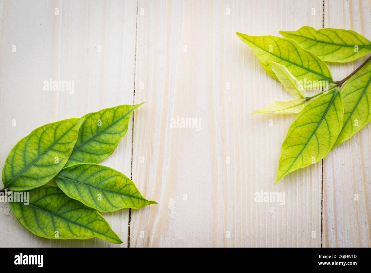 Fresh green leaves on the wooden floor background Stock Photo - Alamy