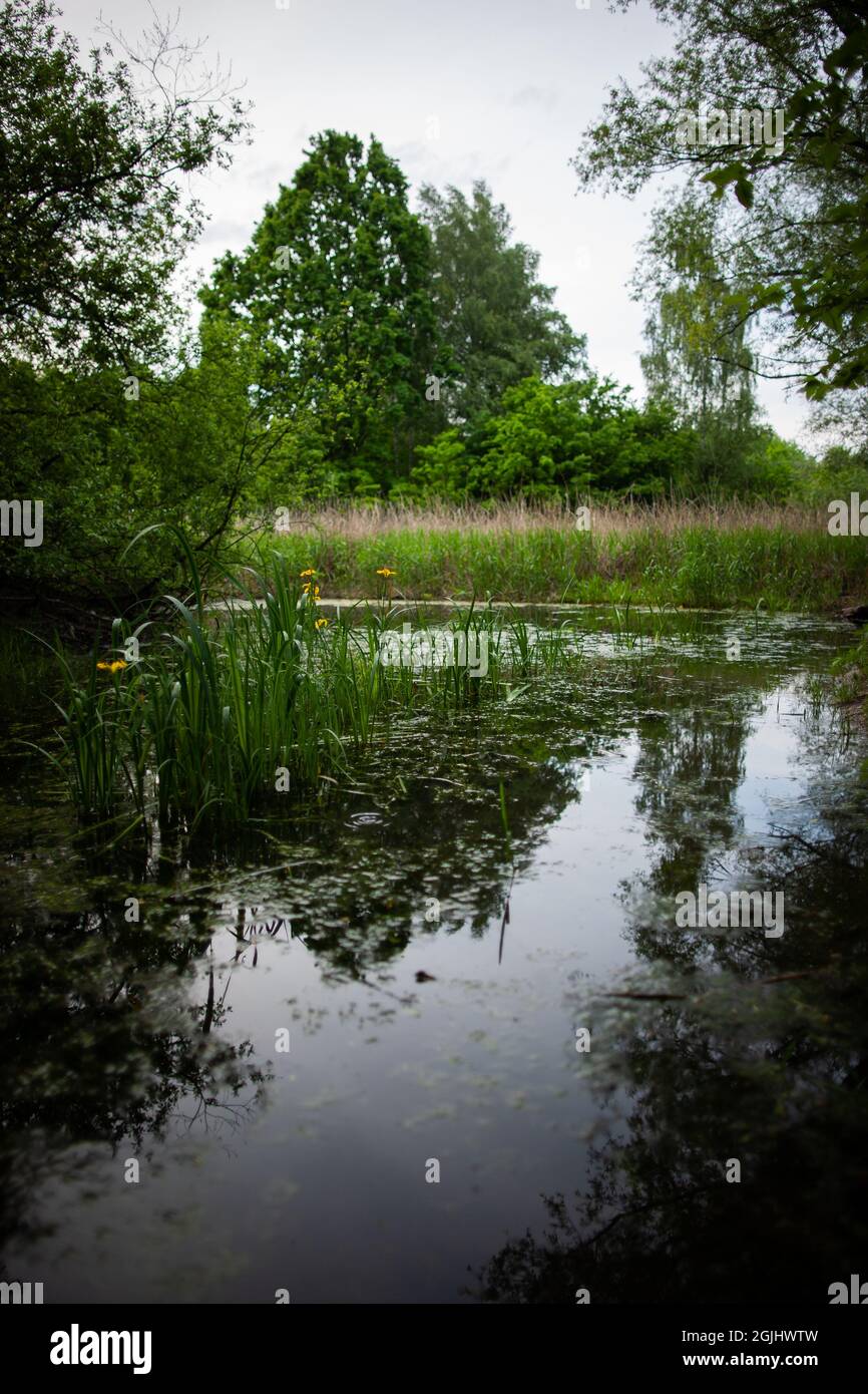 Pond overgrown with reeds reflecting sky and surrounding trees ...