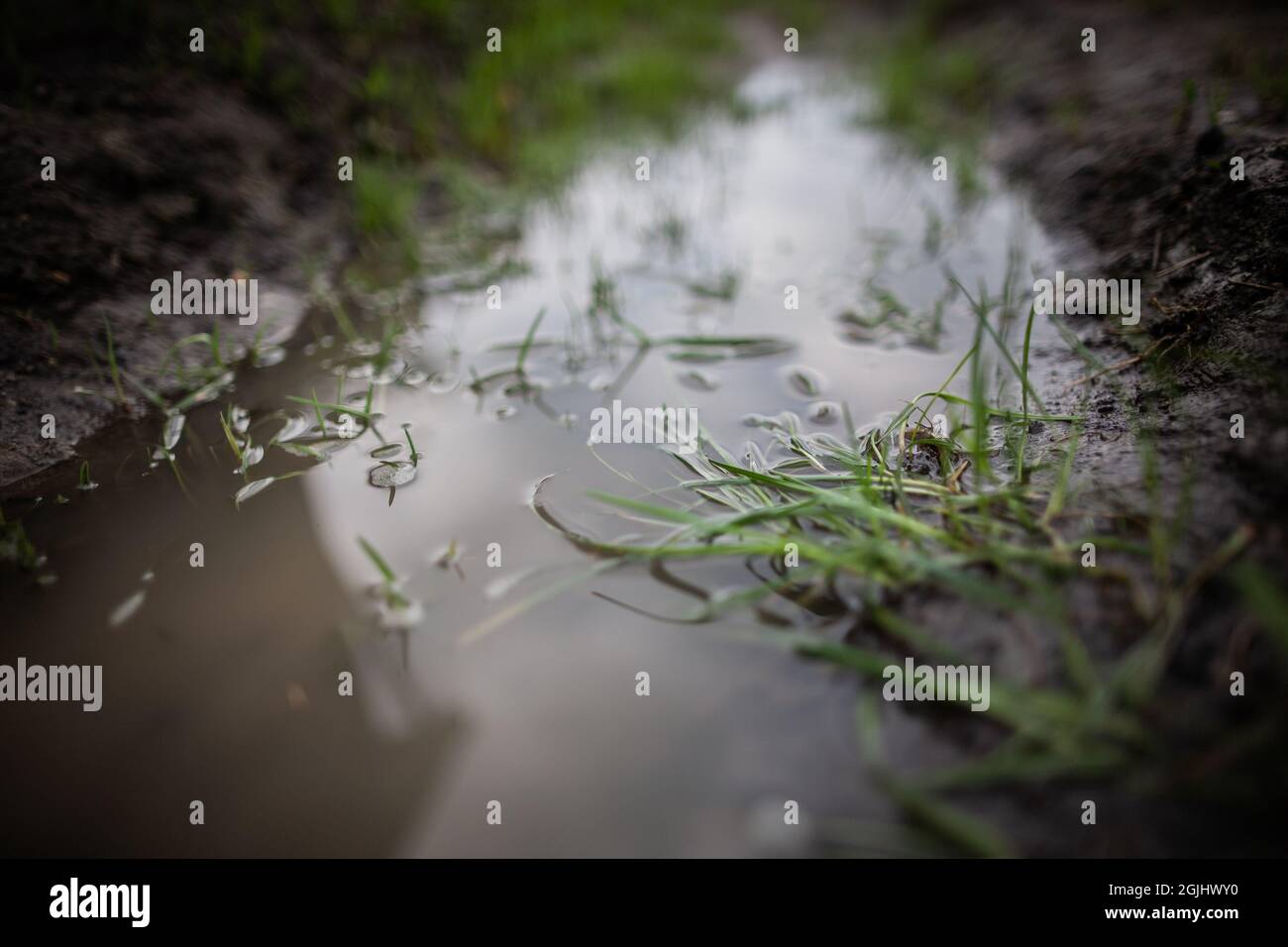 Grass and plants in still water in deep puddle closeup | Close ground ...