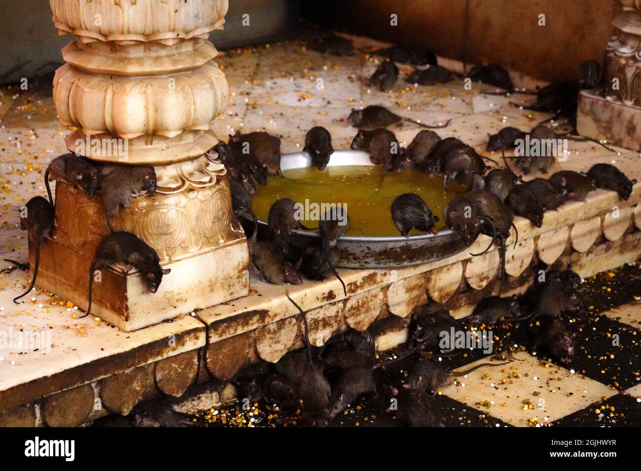 Rats at the Karni Mata Temple in Deshnoke near Bikaner, Rajasthan ...