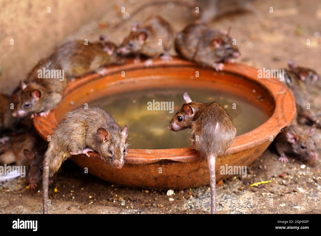 Rats at the Karni Mata Temple in Deshnoke near Bikaner, Rajasthan ...