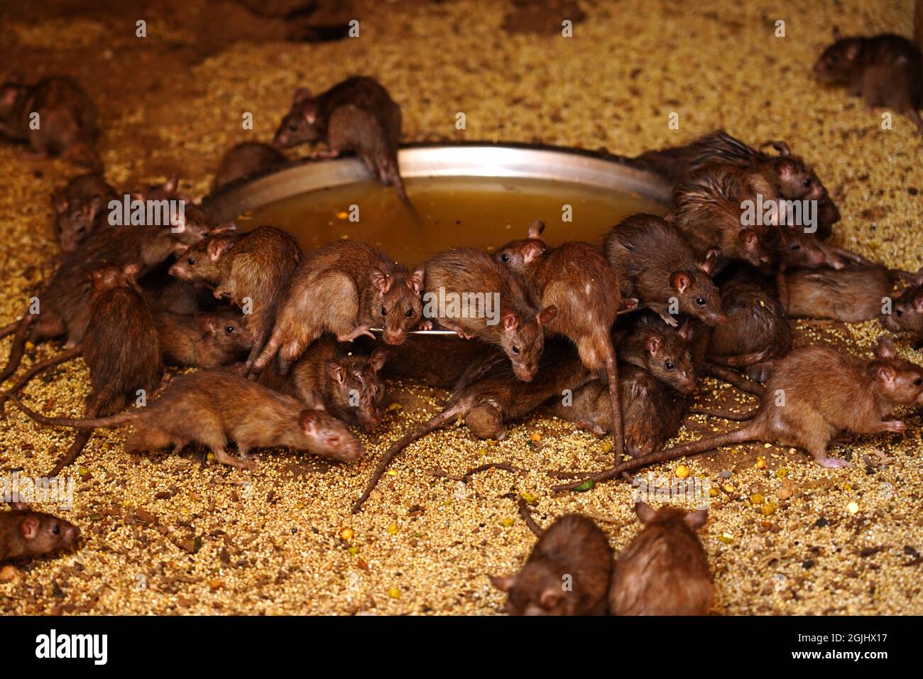 Rats at the Karni Mata Temple in Deshnoke near Bikaner, Rajasthan ...