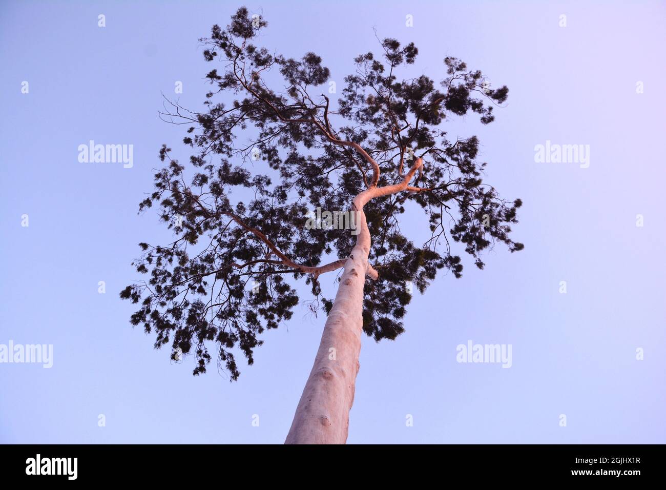 A worm's eye view of a birch tree in summer with blue skies Stock Photo ...