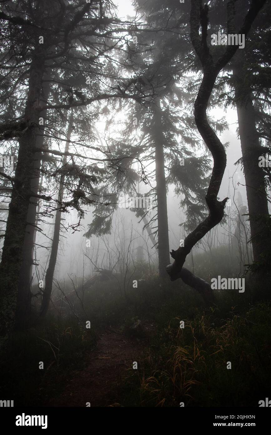 Dark forest in the dense fog | Coniferous trees in thick fog in the ...