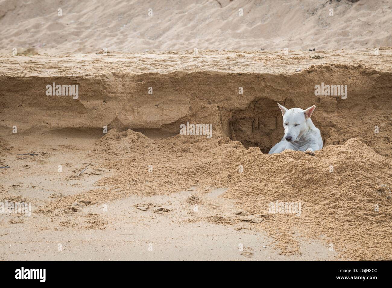 White dog digging a hole in the sand at the beach background, Thailand ...