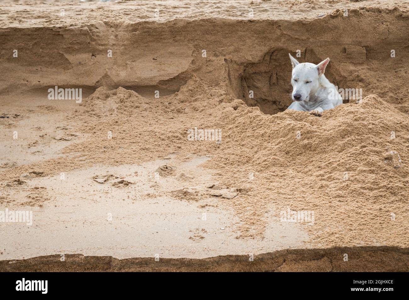 White dog digging a hole in the sand at the beach background, Thailand ...