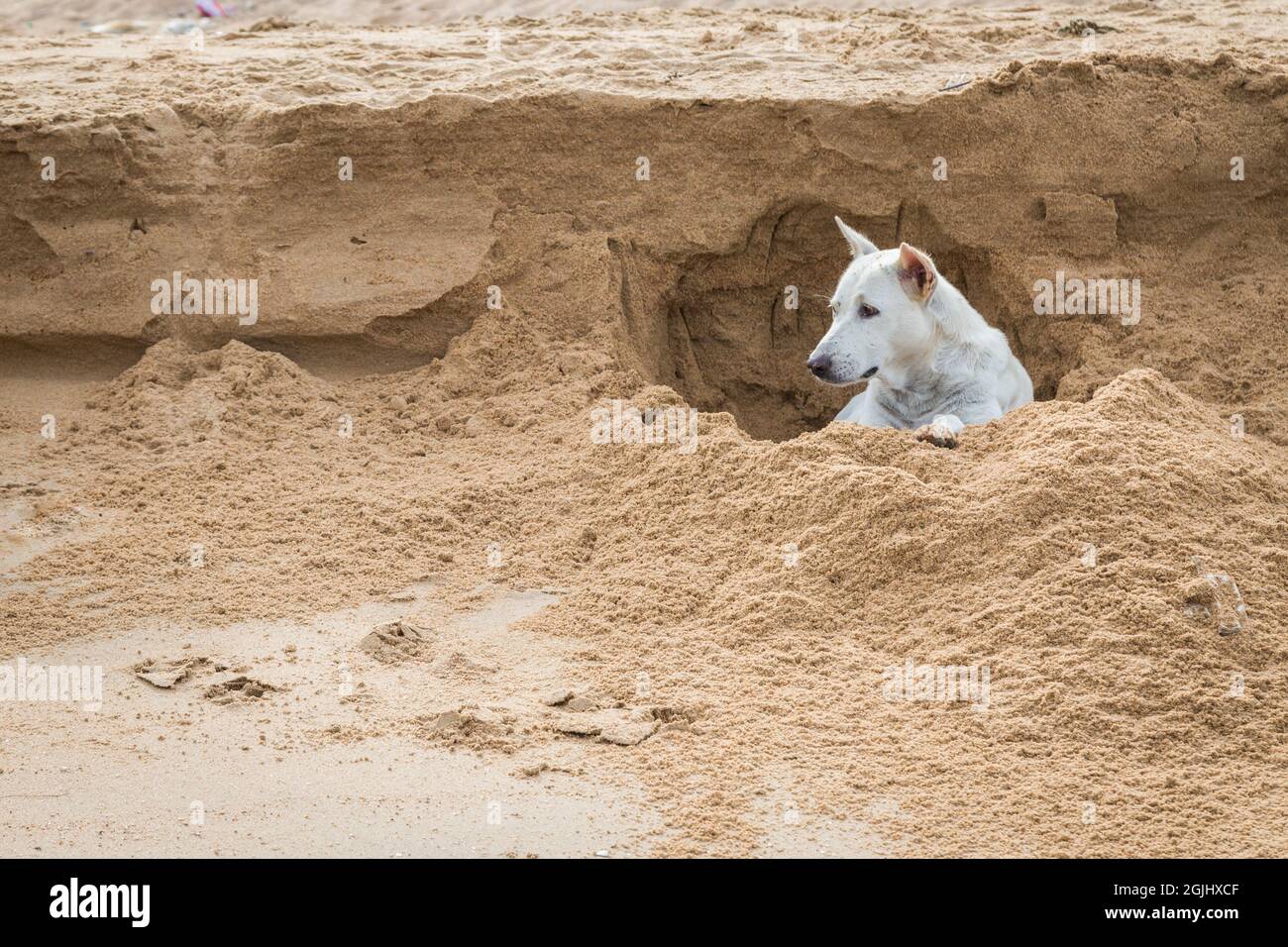 White dog digging a hole in the sand at the beach background, Thailand ...