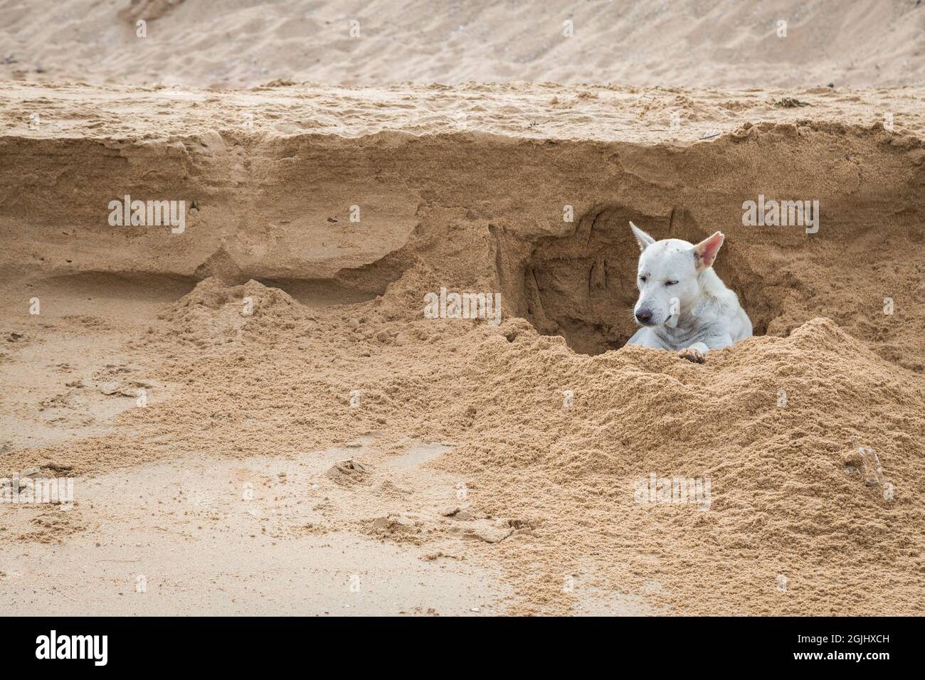 White dog digging a hole in the sand at the beach background, Thailand ...