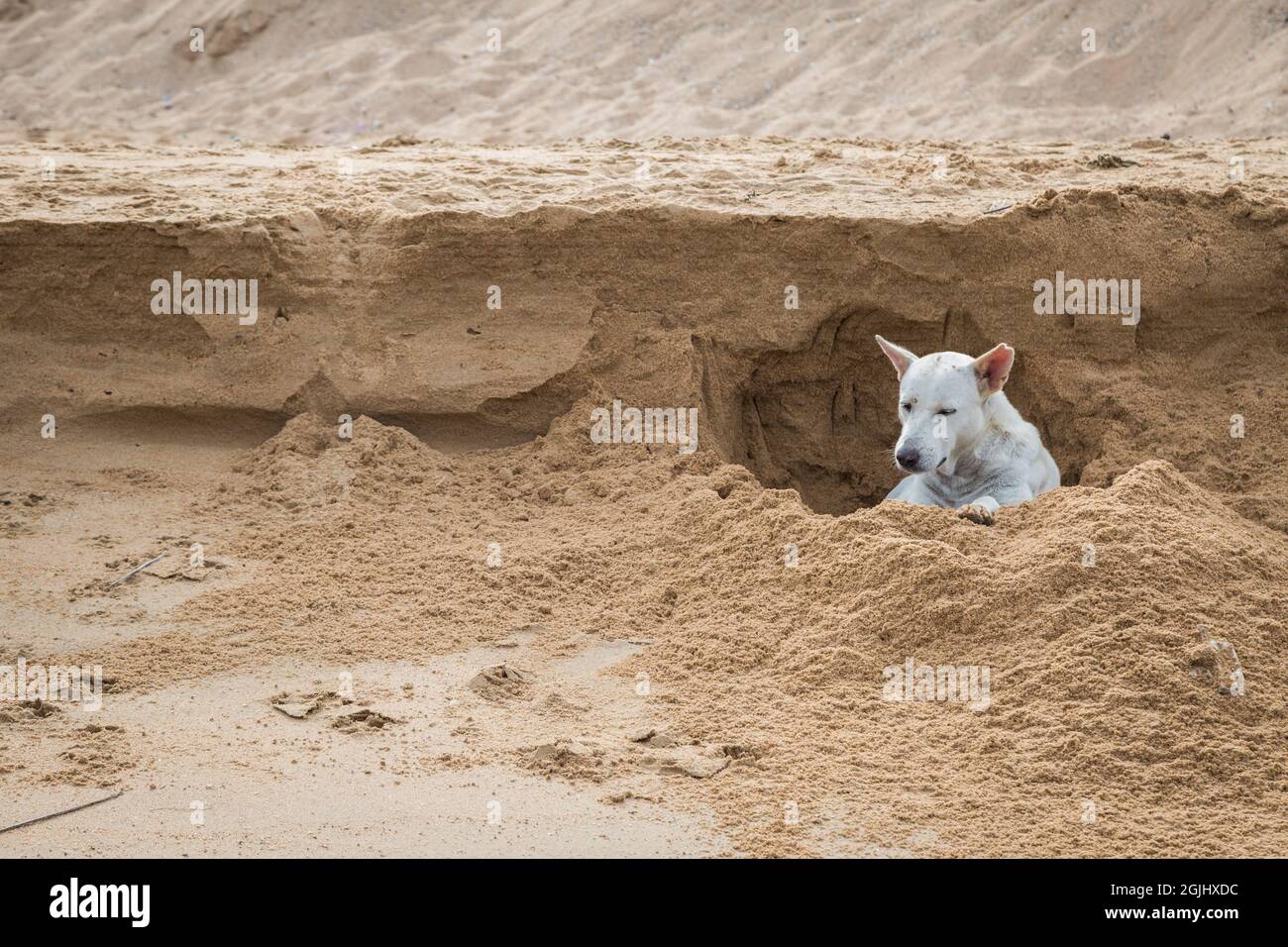 White dog digging a hole in the sand at the beach background, Thailand ...