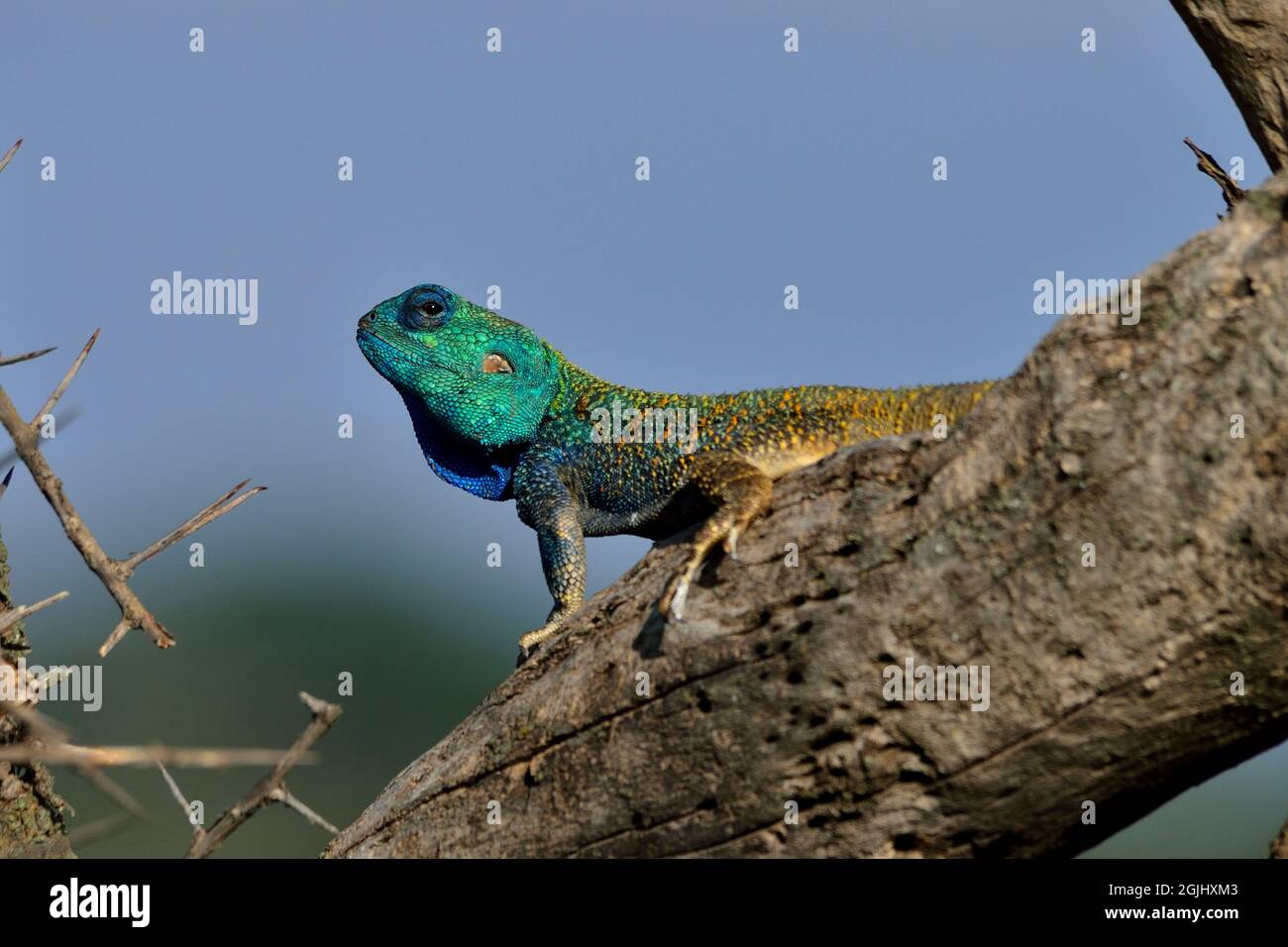Blue headed tree agama hi-res stock photography and images - Alamy