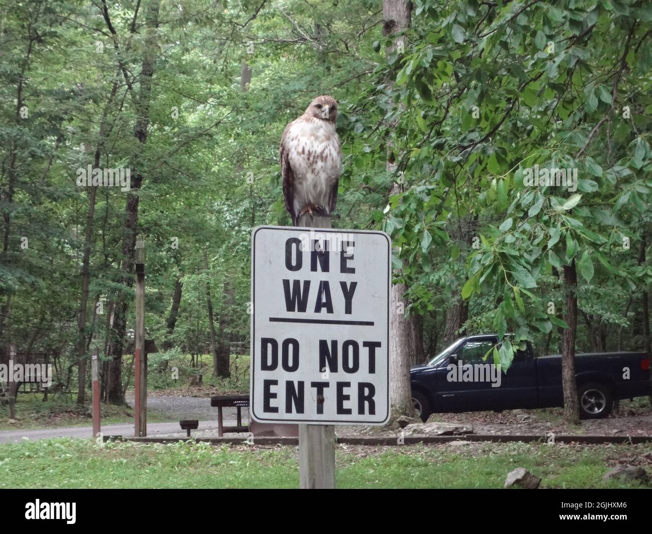 Hawk sitting on one way do not enter sign Stock Photo - Alamy