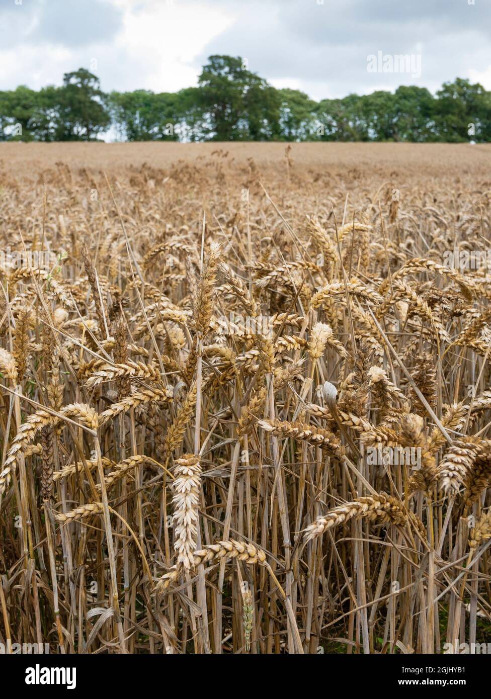 Wheat crop growing in West Sussex, England, UK Stock Photo - Alamy