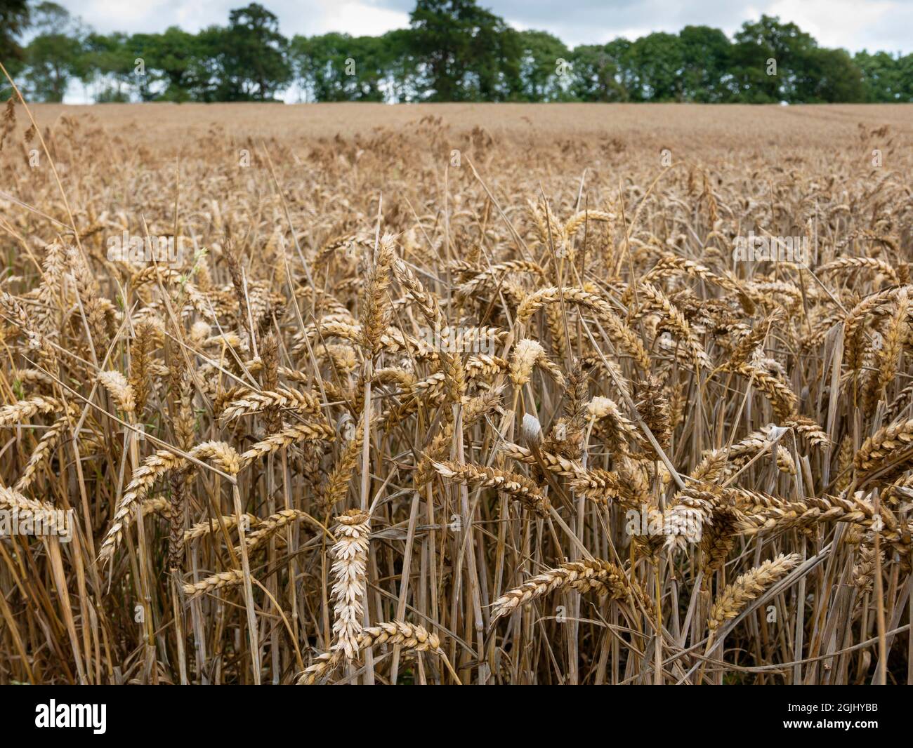 Wheat crop growing in West Sussex, England, UK Stock Photo - Alamy