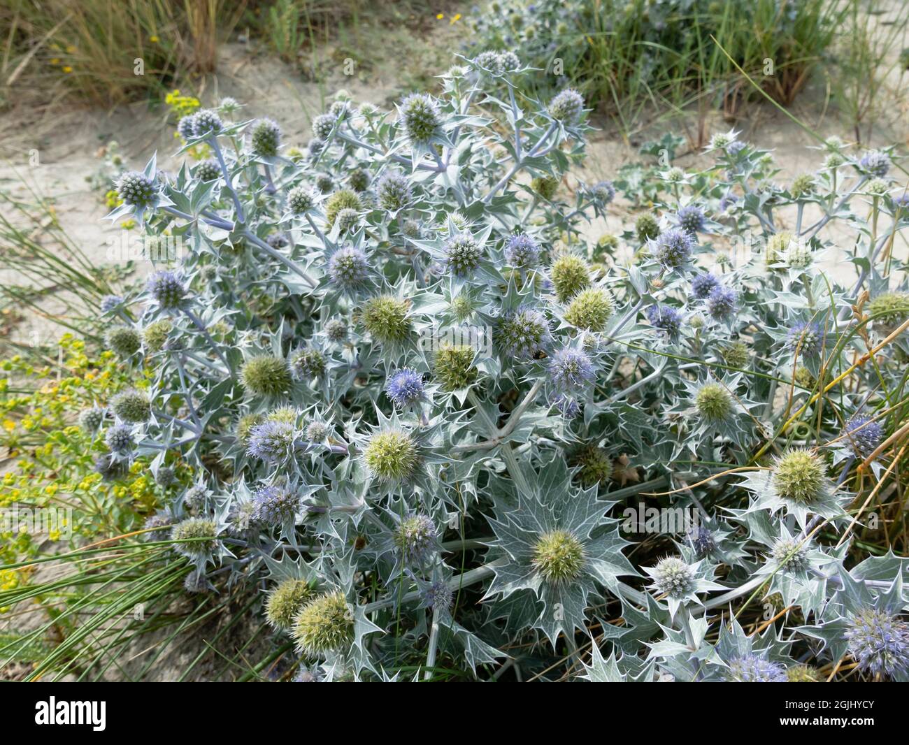 Sea Holly (Eryngium maritimum) growing on a beach. West Sussex, England ...