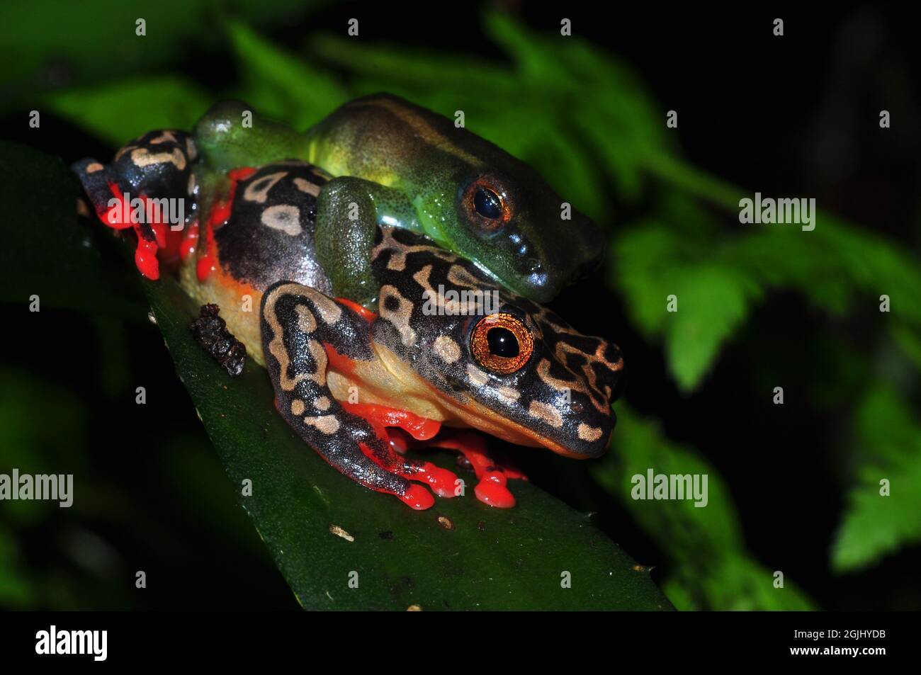 Riggenbachs Riedfrosch, Paar, Riggenbach's reed frog, couple ...