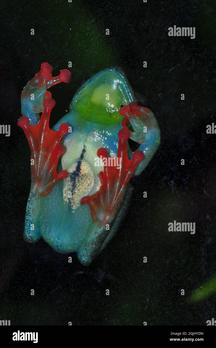 Riggenbachs Riedfrosch, Männchen, Riggenbach's reed frog, male ...