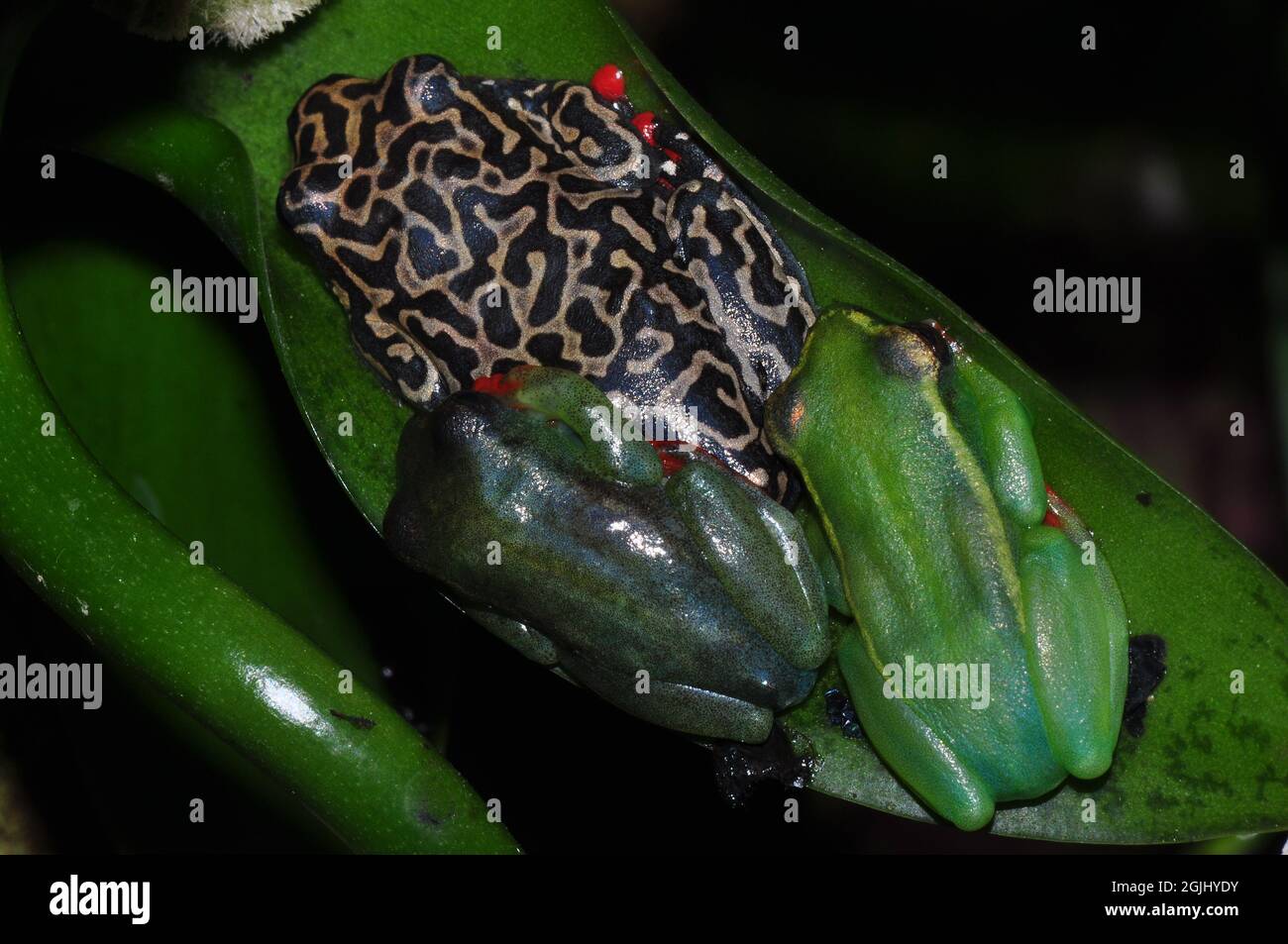 Riggenbachs Riedfrosch, Weibchen und Männchen, Riggenbach's reed frog ...