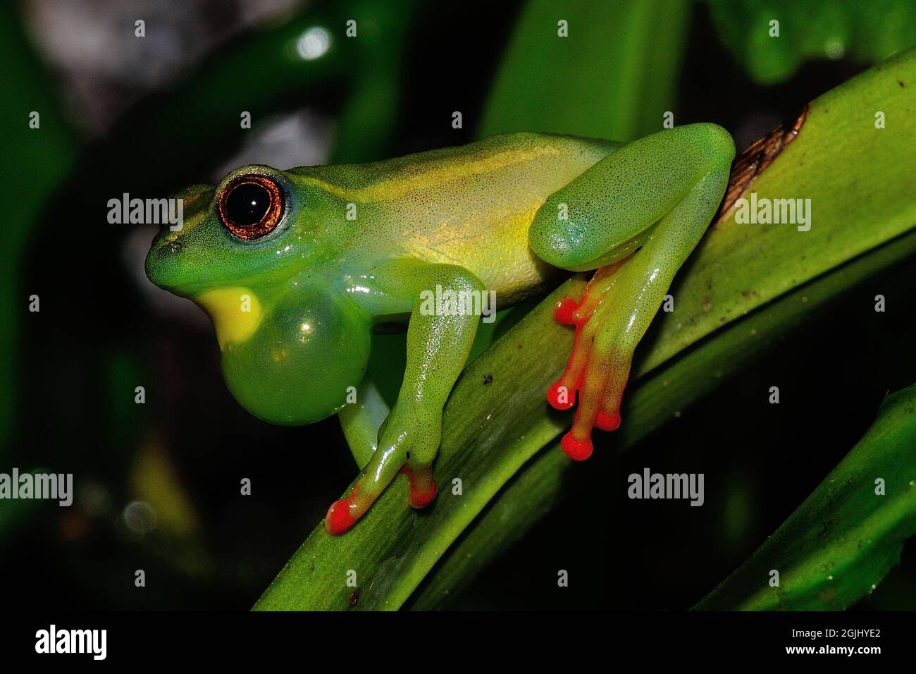 Riggenbachs Riedfrosch, Männchen rufend, Riggenbach's reed frog, male ...