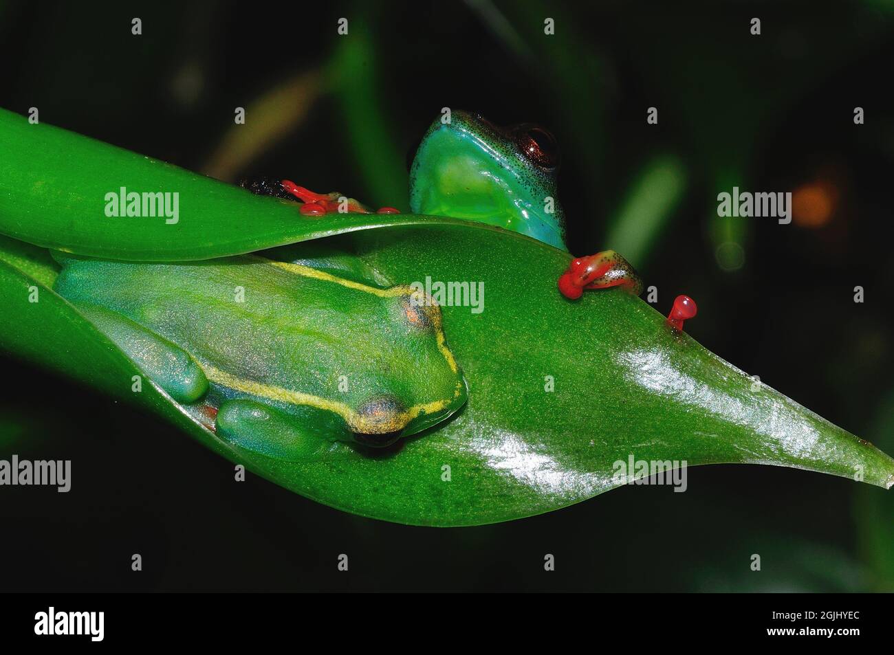 Riggenbachs Riedfrosch, Riggenbach's reed frog, Hyperolius riggenbachi ...