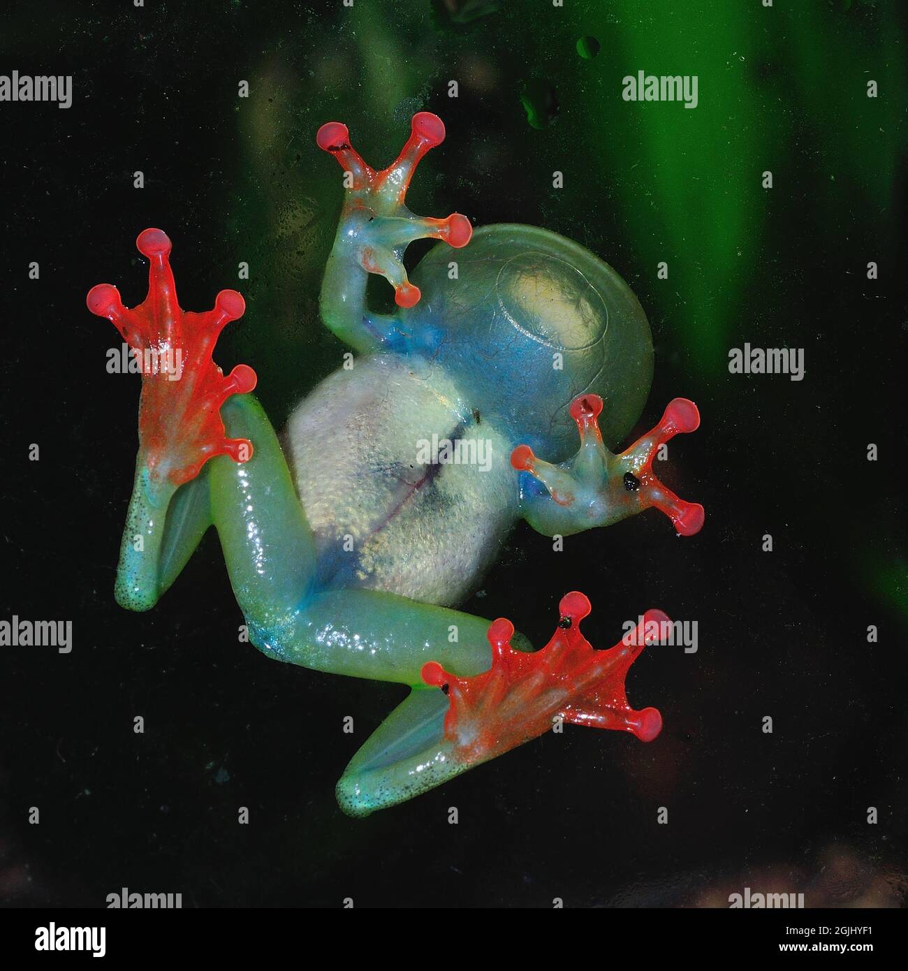 Riggenbachs Riedfrosch, Männchen rufend, Riggenbach's reed frog, male ...