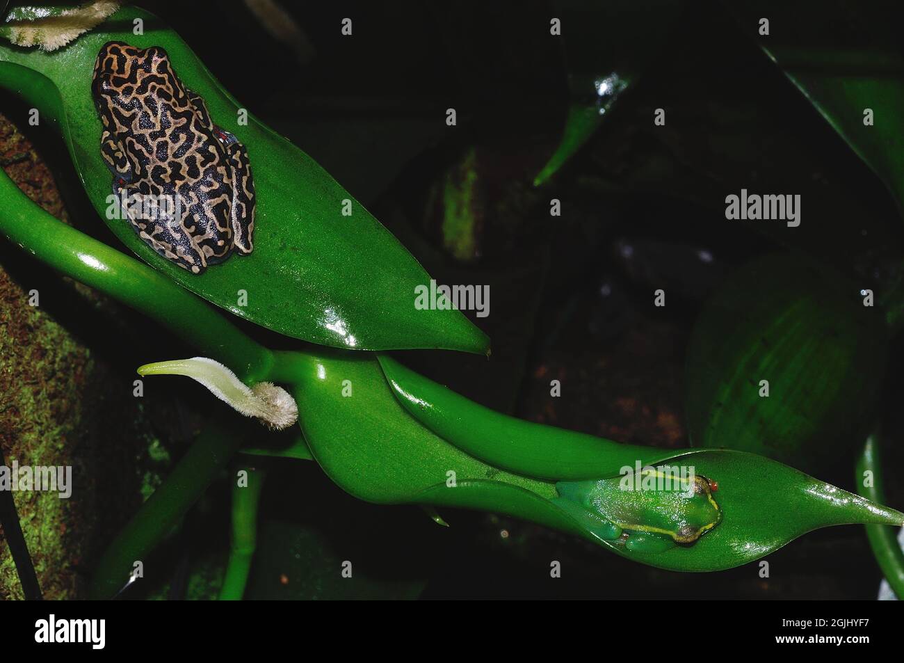 Riggenbachs Riedfrosch, Weibchen und Männchen, Riggenbach's reed frog ...