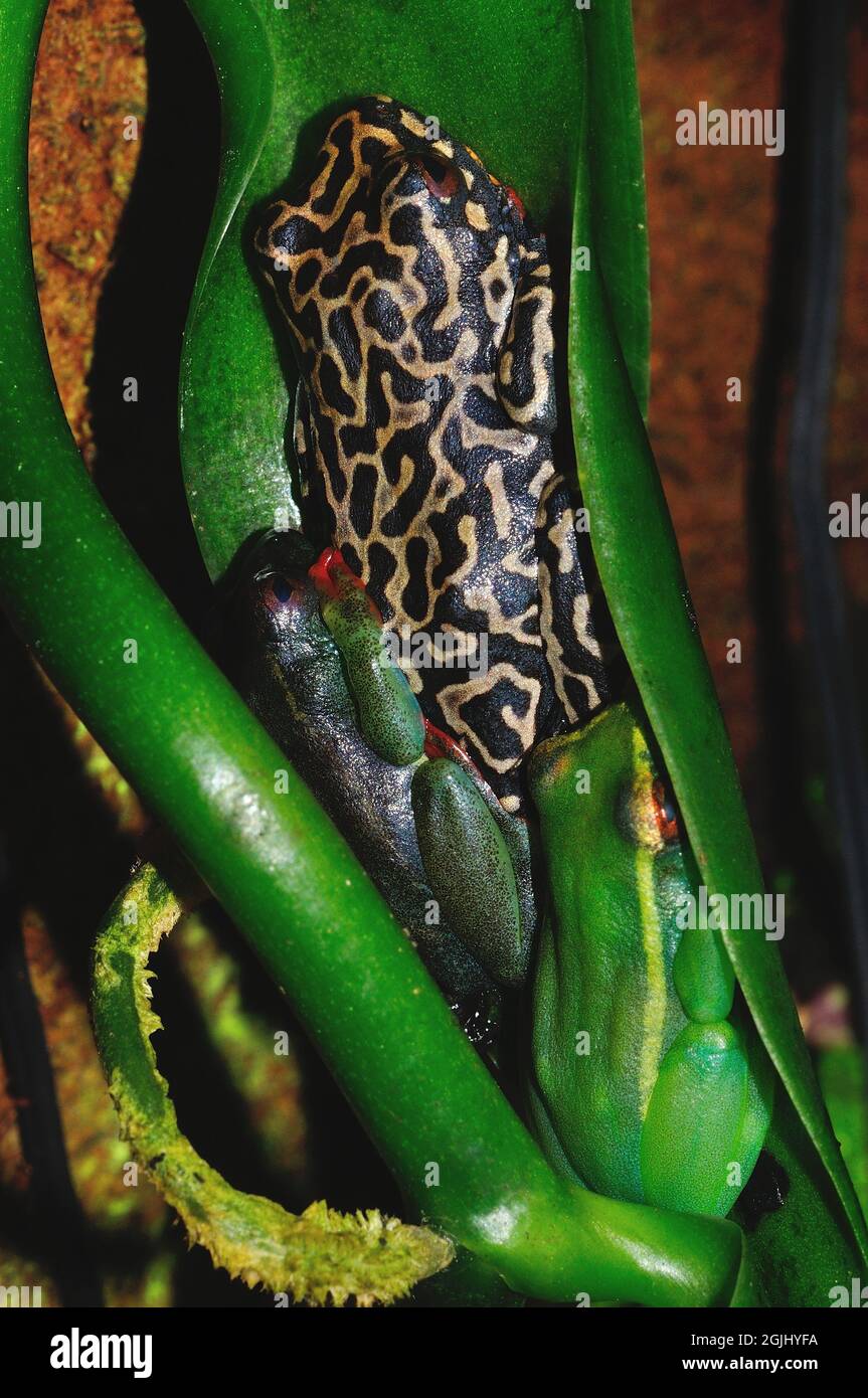 Riggenbachs Riedfrosch, Weibchen und Männchen, Riggenbach's reed frog ...