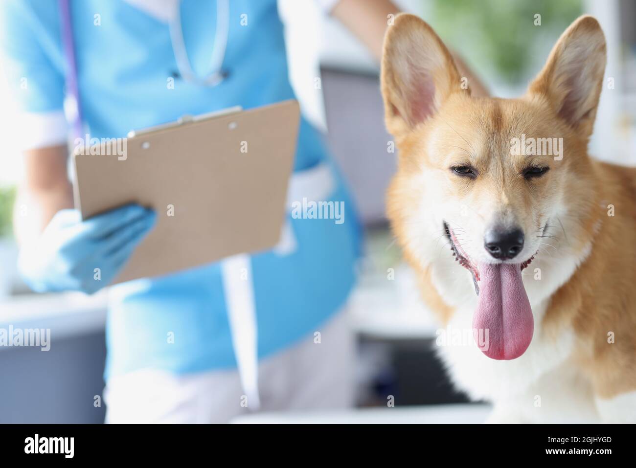 Veterinarian doctor conducts physical examination of dog concept Stock ...