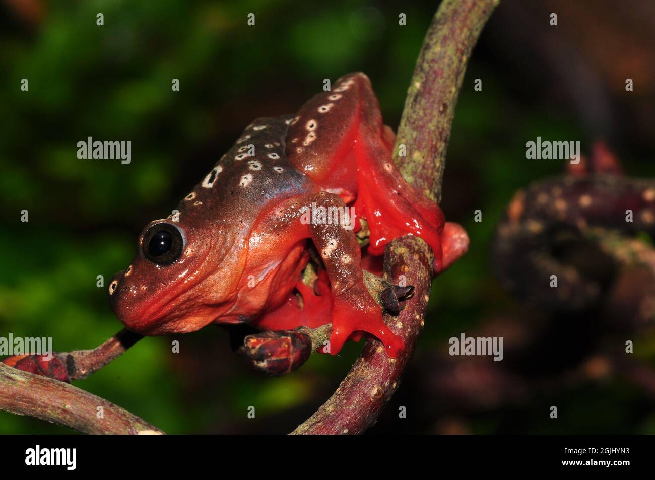 Gewöhnlicher Riedfrosch, common reed frog, Hyperolius viridiflavus ...