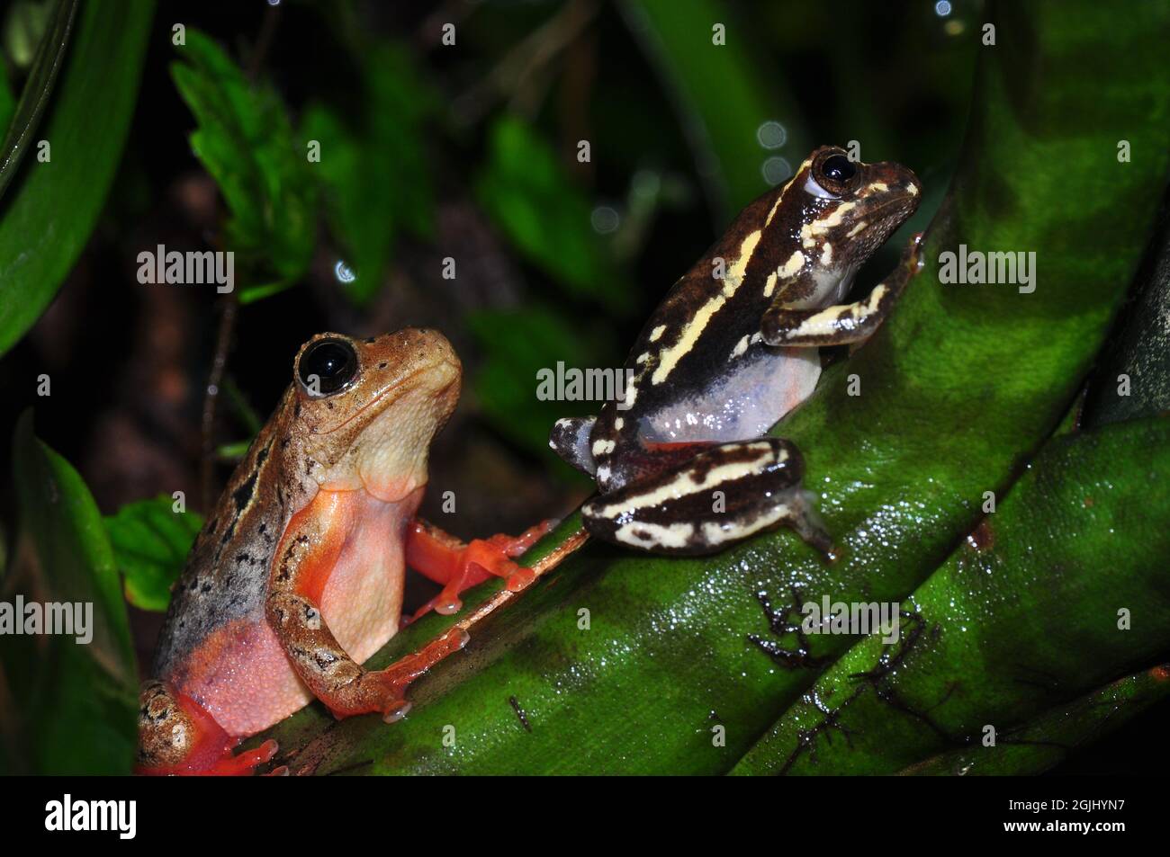 Gewöhnlicher Riedfrosch, common reed frog, Hyperolius viridiflavus ...