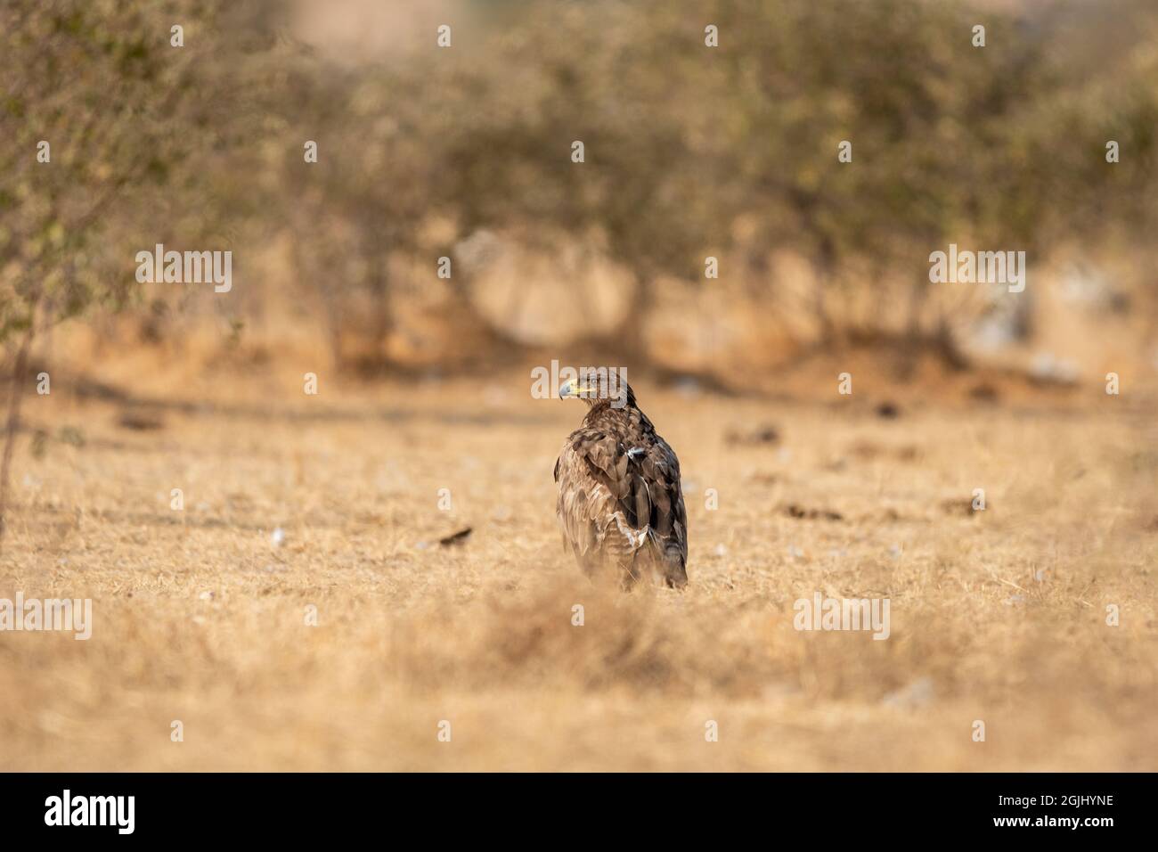 Steppe eagle india migration hi-res stock photography and images - Alamy