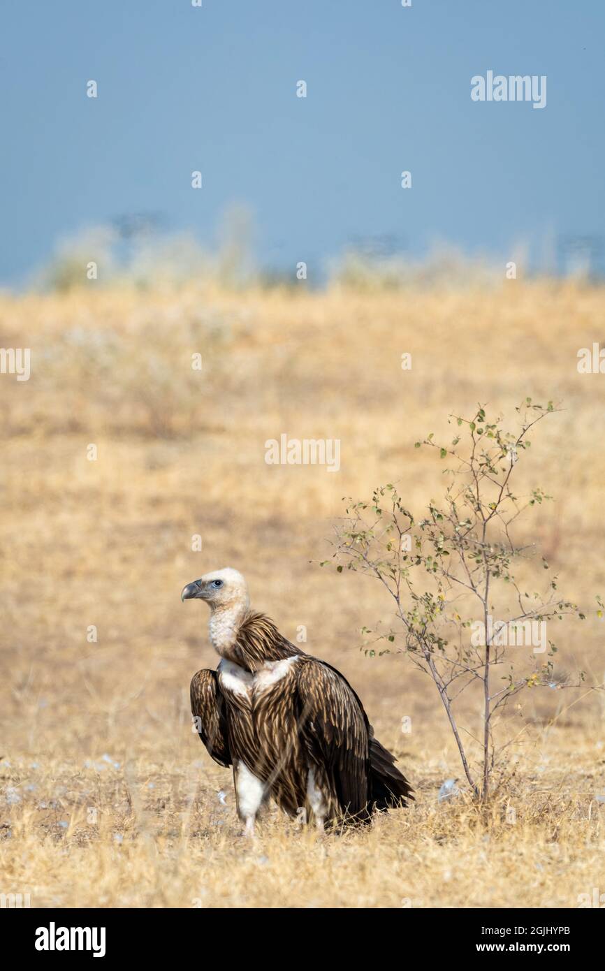 Himalayan vulture or Gyps himalayensis or Himalayan griffon vulture ...