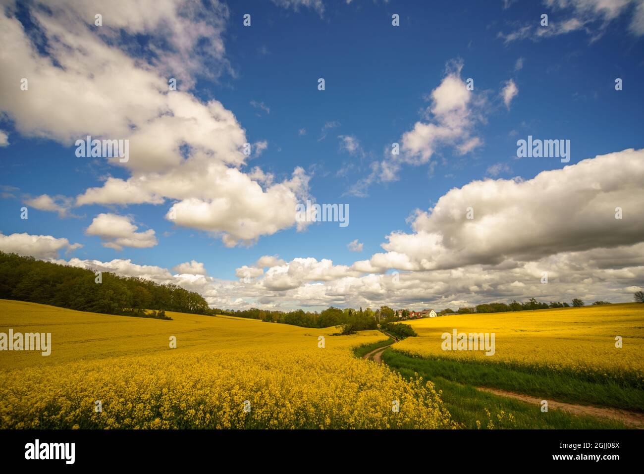 Yellow blooming rapeseed field. Canola is an agricultural plant for the ...