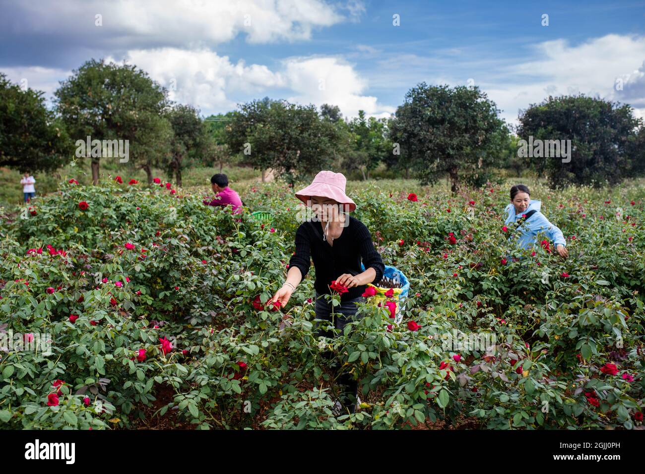 Rose harvest 2021 hi-res stock photography and images - Alamy