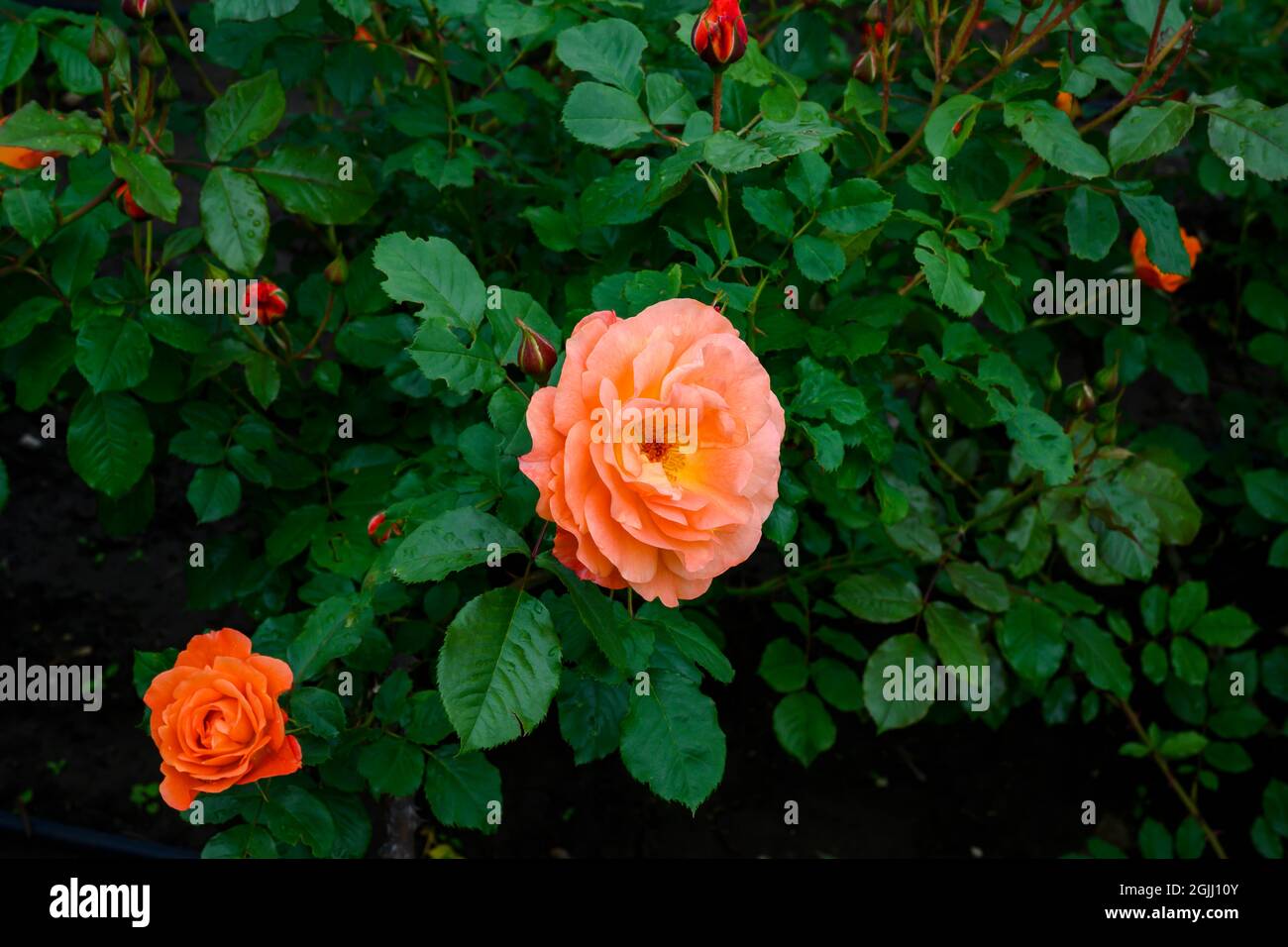 Pink rose flower among unopened buds Stock Photo - Alamy