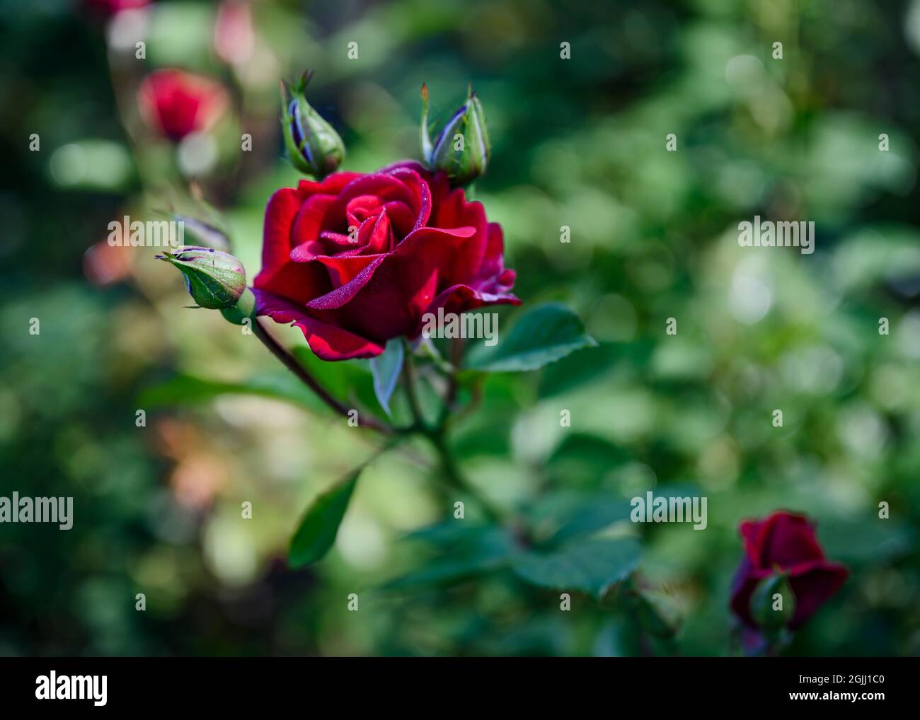 Dark red rose flower hi-res stock photography and images - Alamy