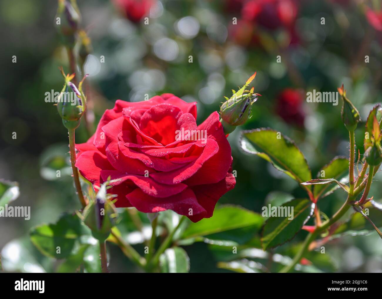 Scarlet rose flower among unopened buds Stock Photo - Alamy